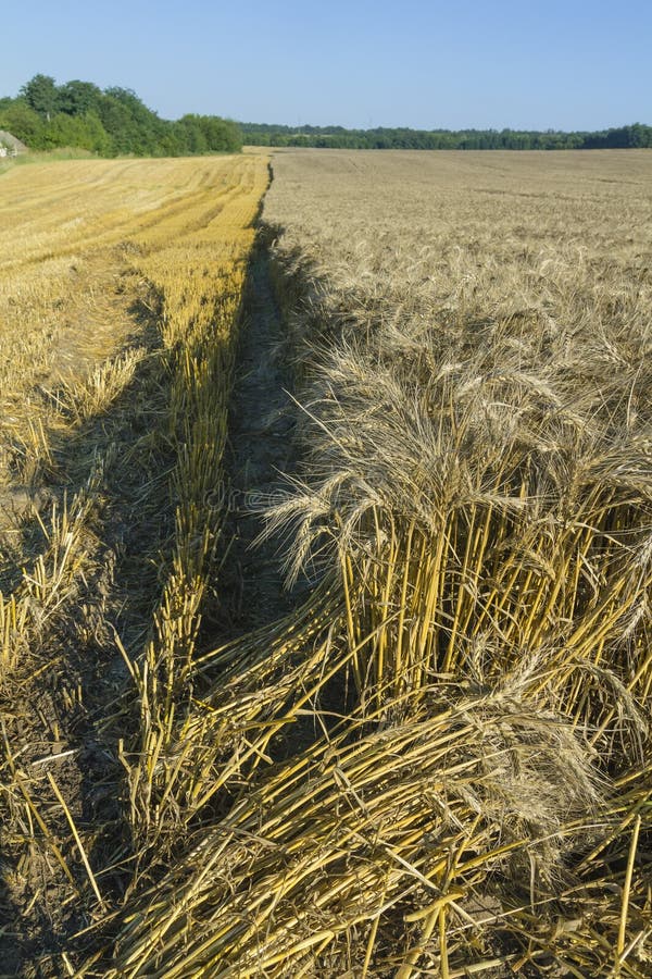 Sloping Field of Wheat. Harvest Stock Image - Image of horizon, field ...