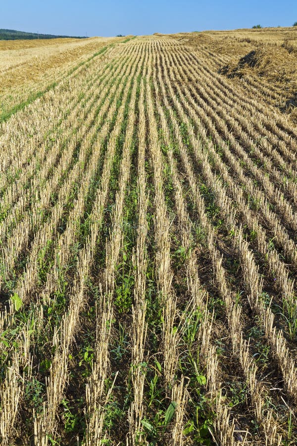 Sloping Field of Wheat. Harvest Stock Image - Image of industry ...
