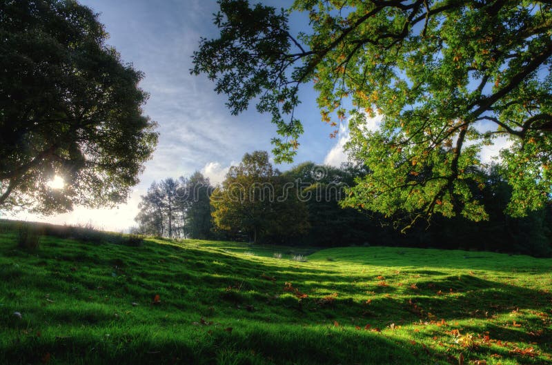 Sloping Meadow with Overhanging Trees Stock Image - Image of ...