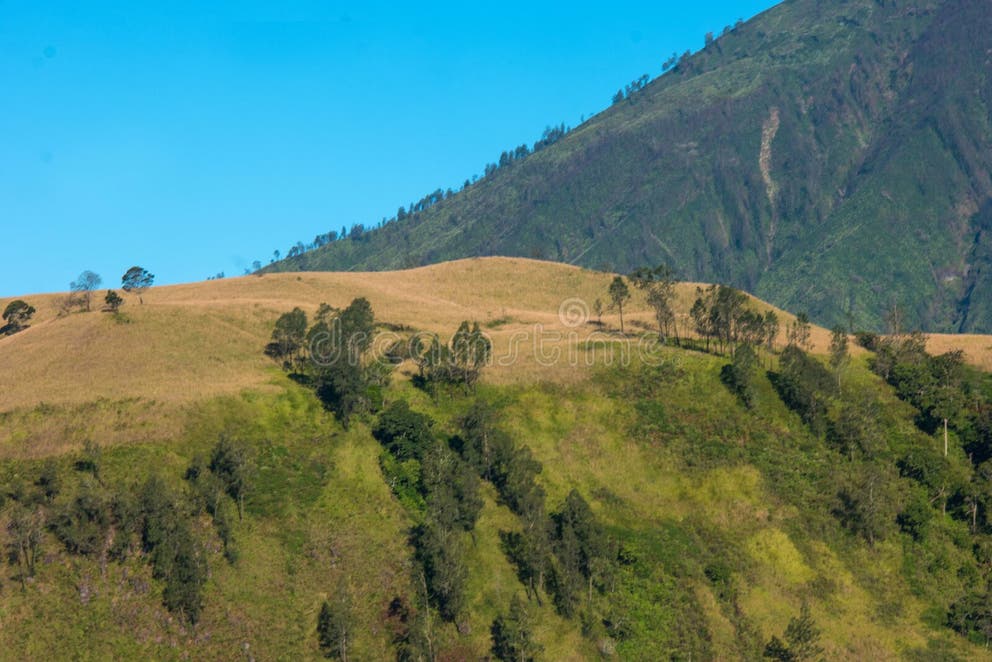 Sloping Mountain Landscape with Grasses and Trees on a Sunny Day Stock ...