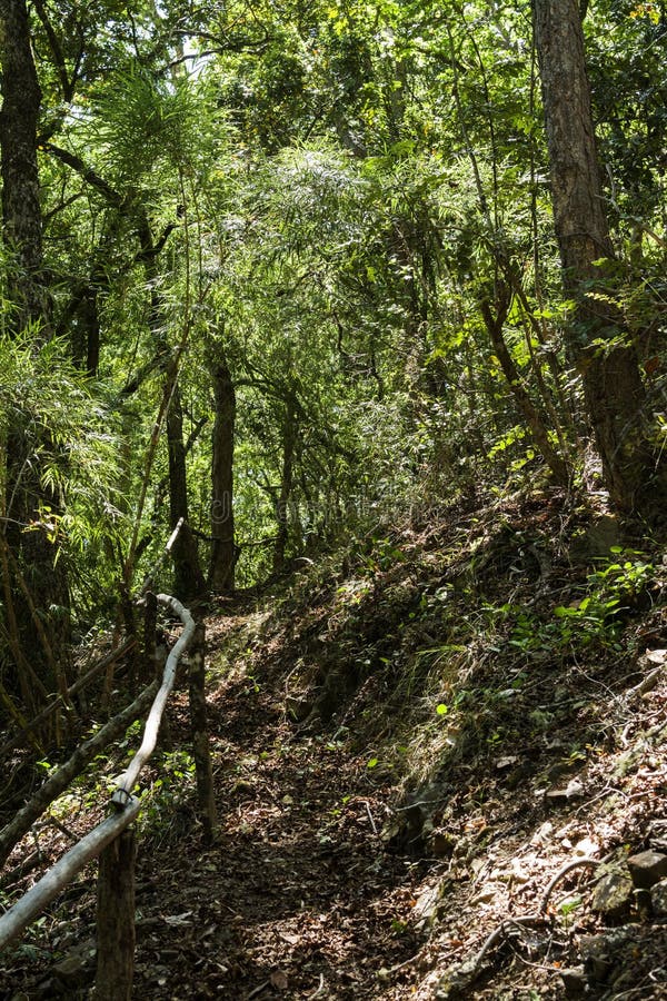 A Steep Path Goes into the Forest. Stock Photo - Image of chile, beauty ...