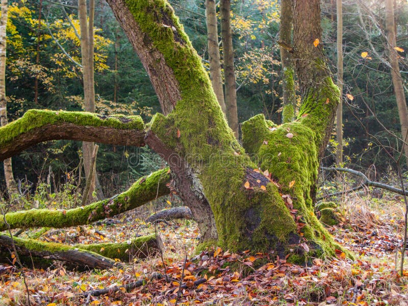 Old, Sloping Tree in the Autumn Forest. Stock Photo - Image of leaf ...