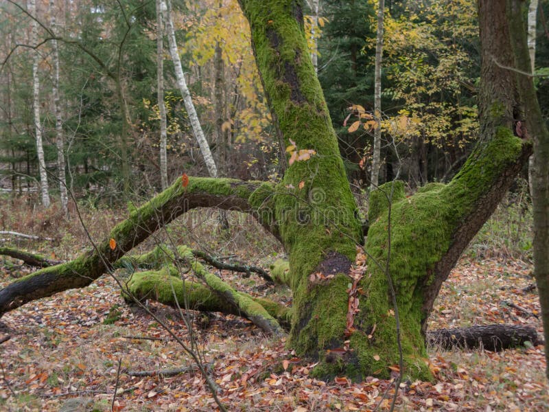 A Sloping Tree with a Moss-covered Trunk. Stock Image - Image of forest ...
