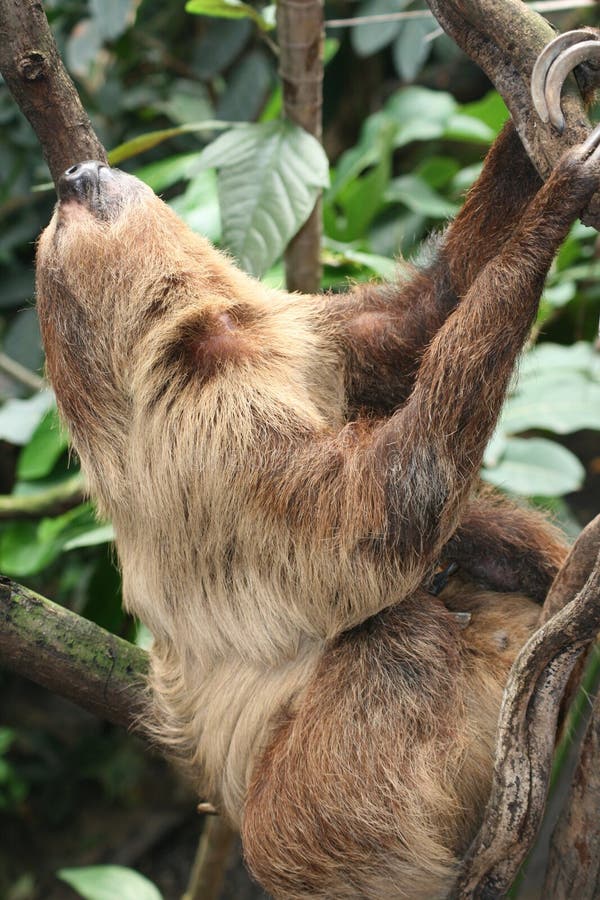 Sloth monkey stock photo. Image of loris, caucany, close - 35136194