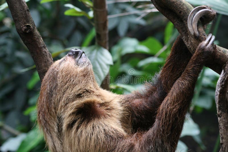 Sloth monkey stock photo. Image of loris, caucany, close - 35136194