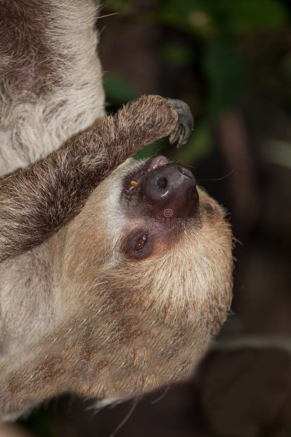 Sloth stock photo. Image of mammal, animal, claws, sloth - 14394140