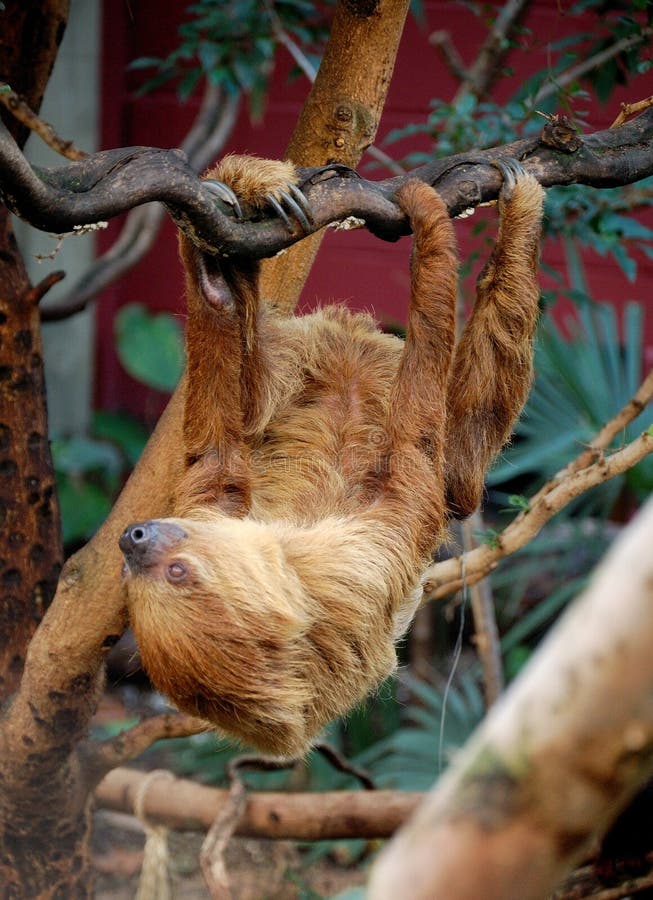 Sloth stock photo. Image of mammal, sloth, animal, delightful - 18861444