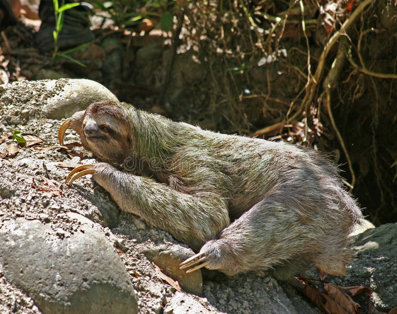 Slug stock image. Image of creature, slug, black, nature - 2339723