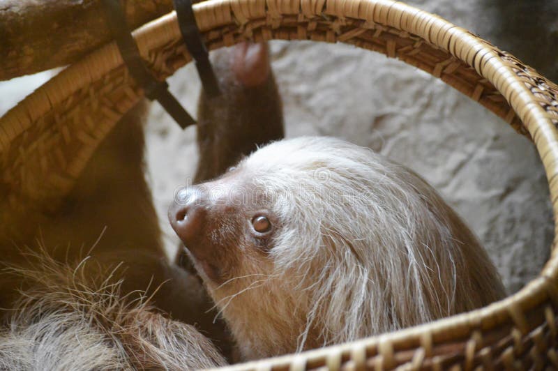 Sloth stock image. Image of basket, detail, close, climb - 77734205
