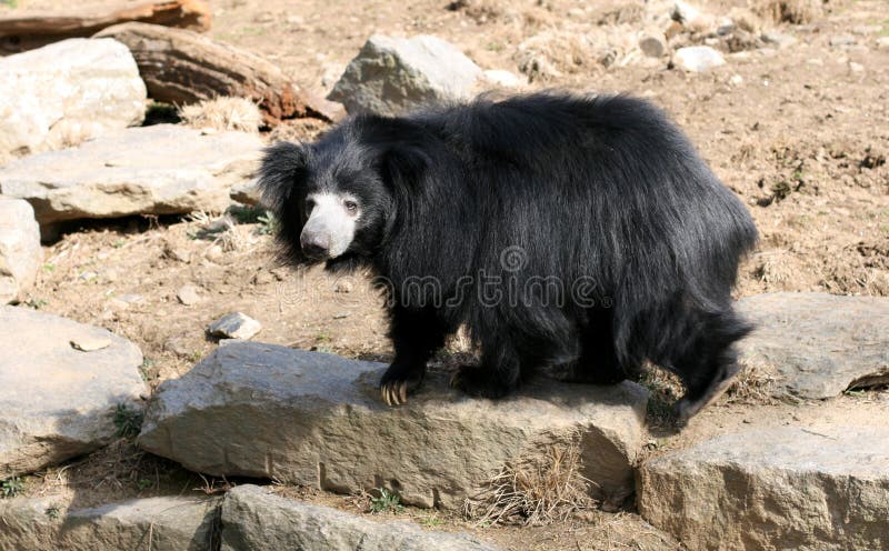 Sloth bear stock image. Image of black, claw, asian, nose - 13762119