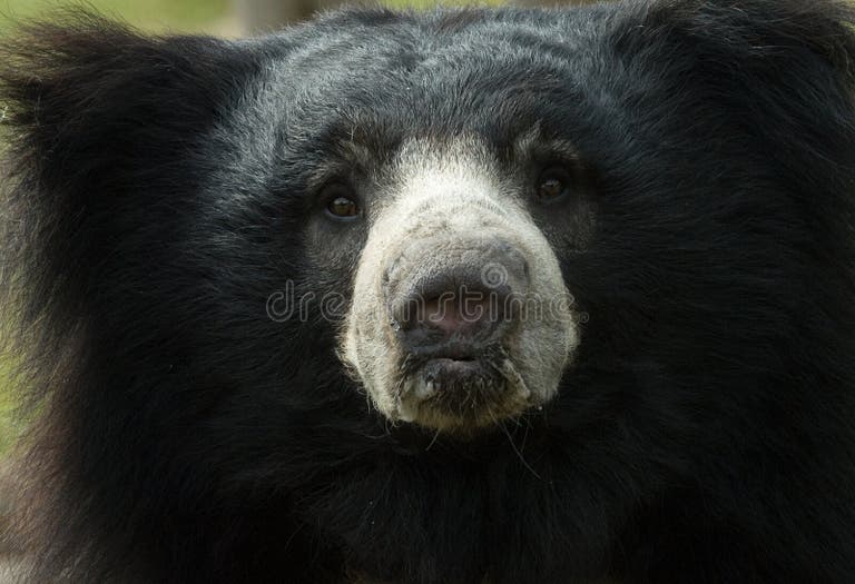 Sloth bear stock photo. Image of ursinus, closeup, dangerous - 4766736