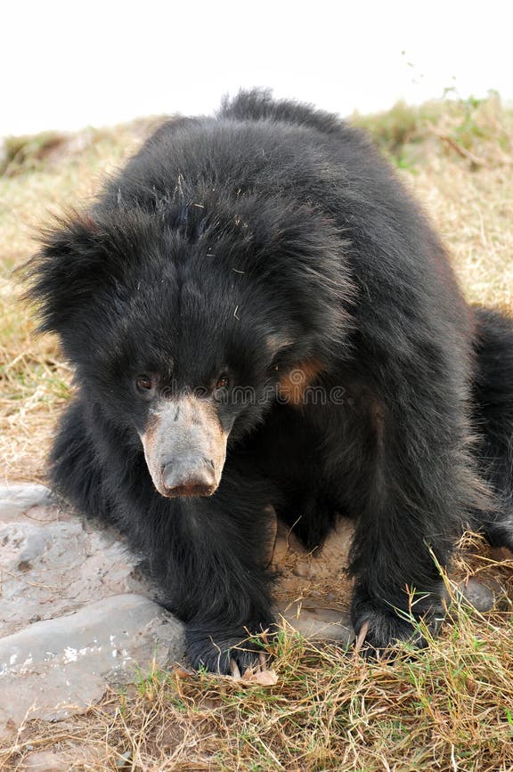 Sloth bear stock photo. Image of outdoors, predator, mammal - 7830494