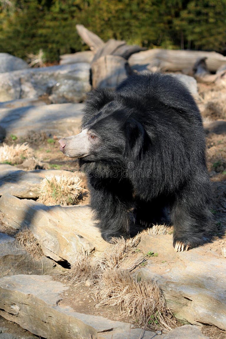 1,352 Sloth Bear Victims Stock Photos - Free & Royalty-Free Stock ...