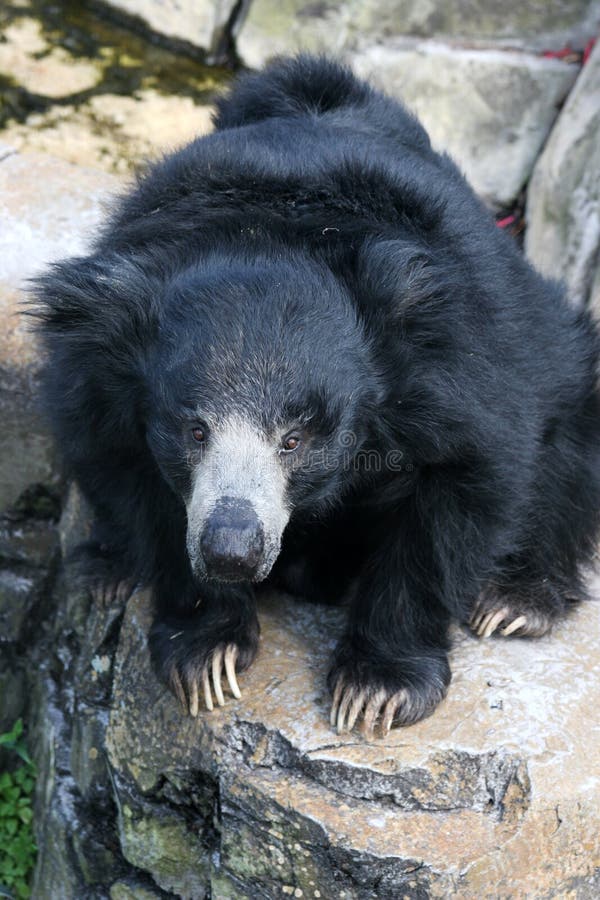 Sloth Bear stock image. Image of ursus, jungle, sloth, indian - 832739