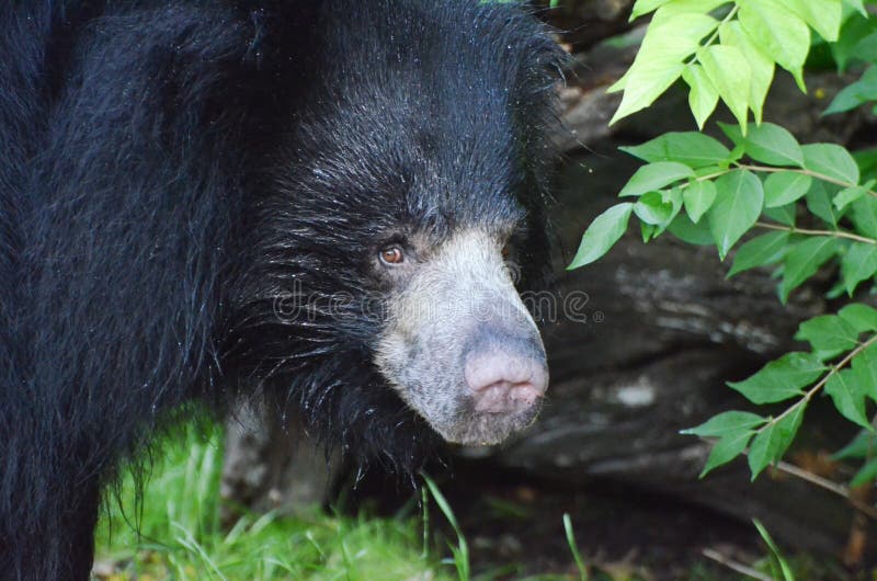 Sloth bear2 stock image. Image of leaves, hairy, black - 35880753