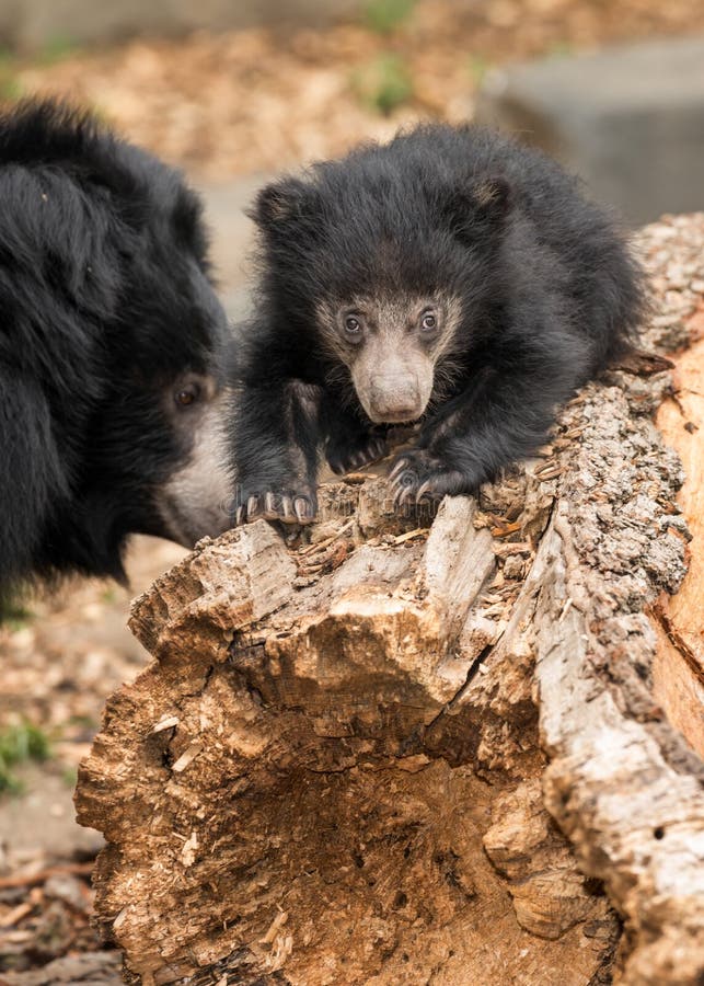Sloth bear cub stock image. Image of tree, stump, animal - 31055867