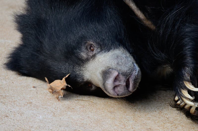 Slothbear Stock Photos - Free & Royalty-Free Stock Photos from Dreamstime