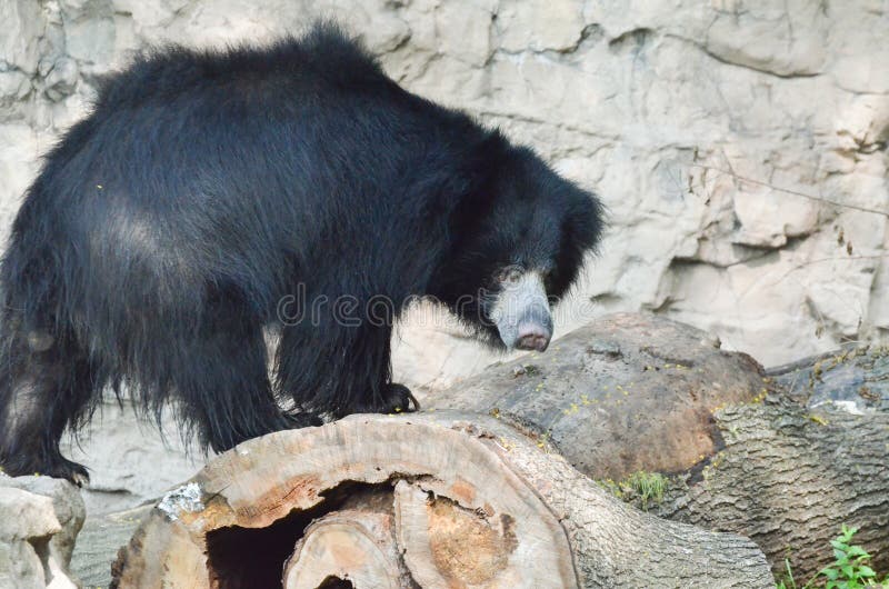 Sloth bear on log 2 stock image. Image of hairy, stump - 35880883