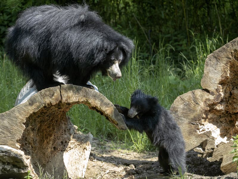 Growling sloth bear stock photo. Image of shaggy, snarling - 23830712