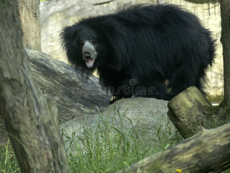 Sloth Bear, Melursus Ursinus, Female Observing Surroundings Stock Image ...