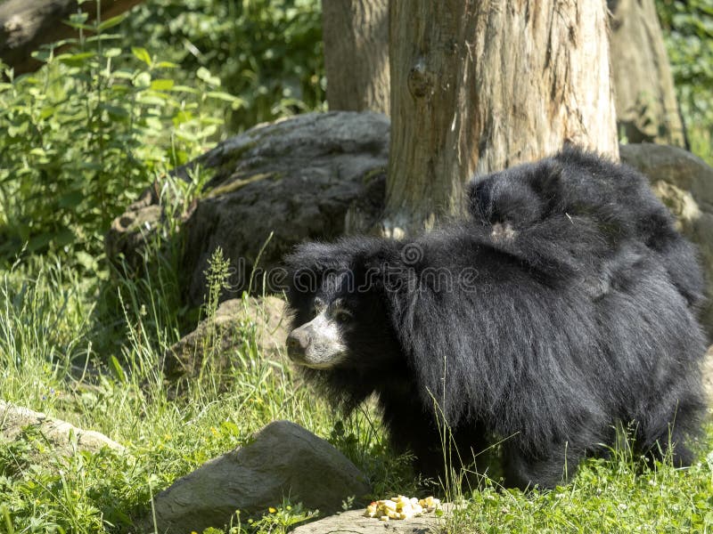 Sloth Bear, Melursus Ursinus, Female Wearing Chicks on Back Stock Image ...