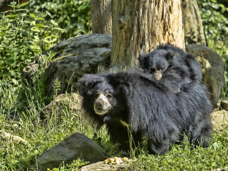 Sloth Bear, Melursus Ursinus, Female Wearing Chicks on Back Stock Photo ...