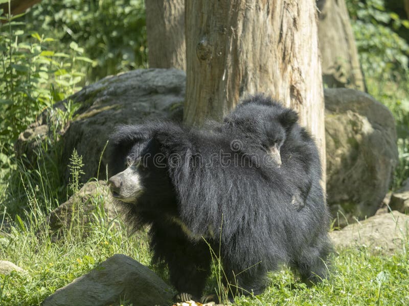 Sloth Bear, Melursus Ursinus, Female Wearing Chicks on Back Stock Photo ...