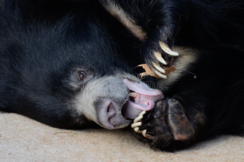 Sloth bear 2013 stock photo. Image of claws, slurp, look - 31276866