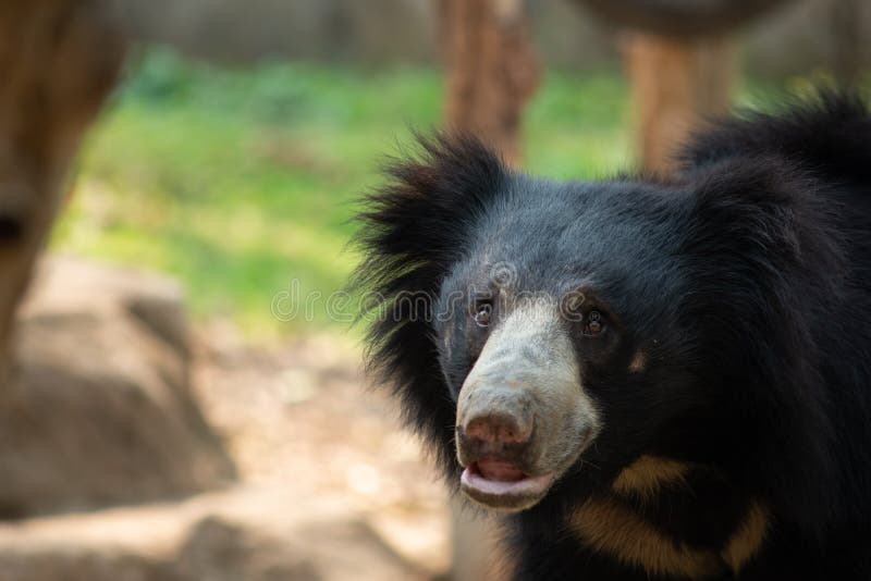Sloth bear stock image. Image of bangladesh, body, hair - 188353223