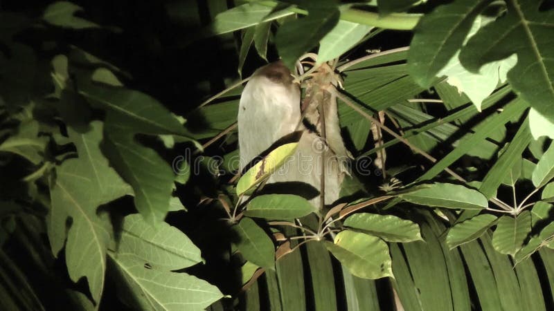 Sloth Bear Climbing on a Tree at Natural Environment on Rainforest ...