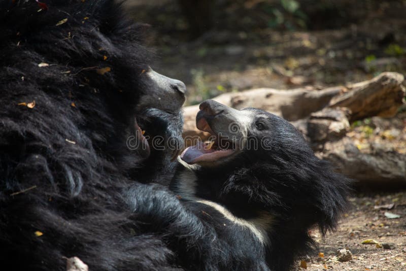 Sloth Bears fighting stock image. Image of jungle, wildlife - 253220147