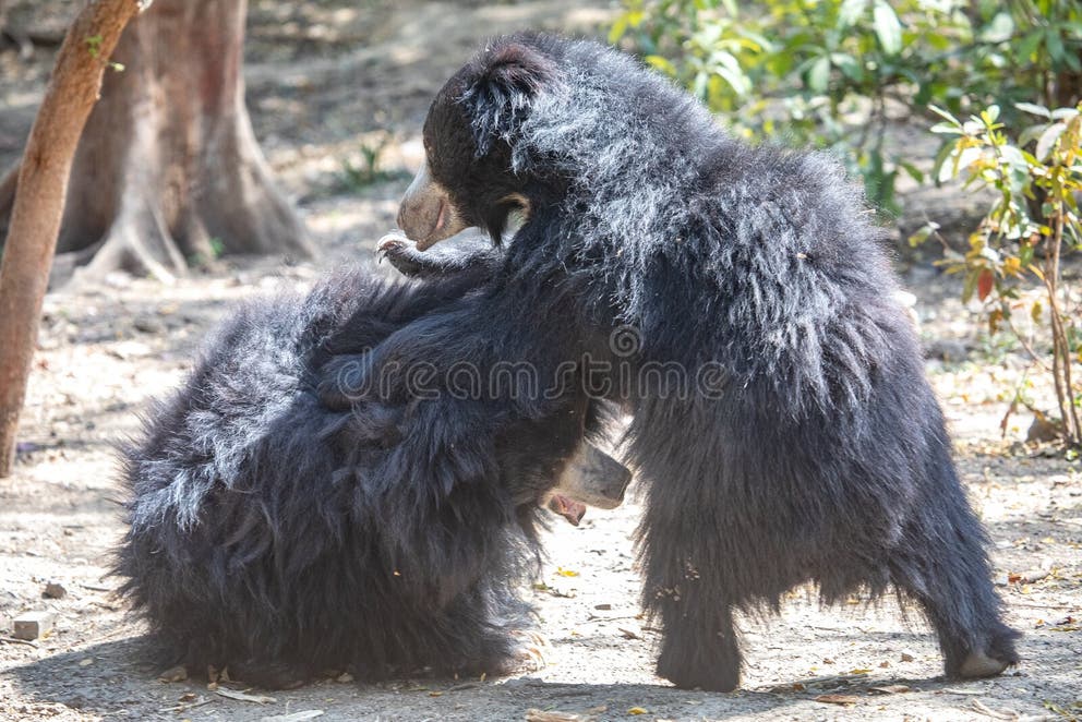 Sloth Bears Playing with Each Other Stock Photo - Image of bears, bear ...
