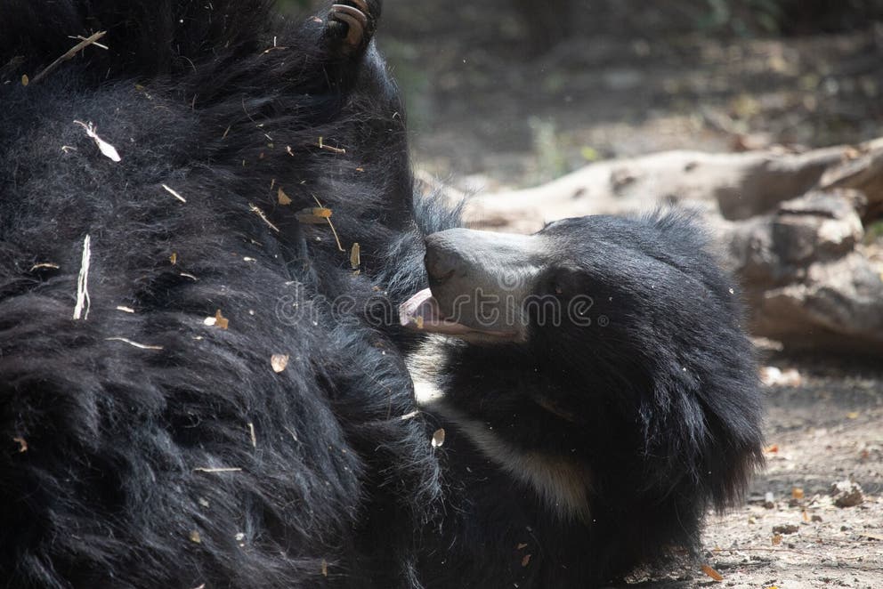 Sloth Bears Playing with Each Other Stock Image - Image of port, sloth ...
