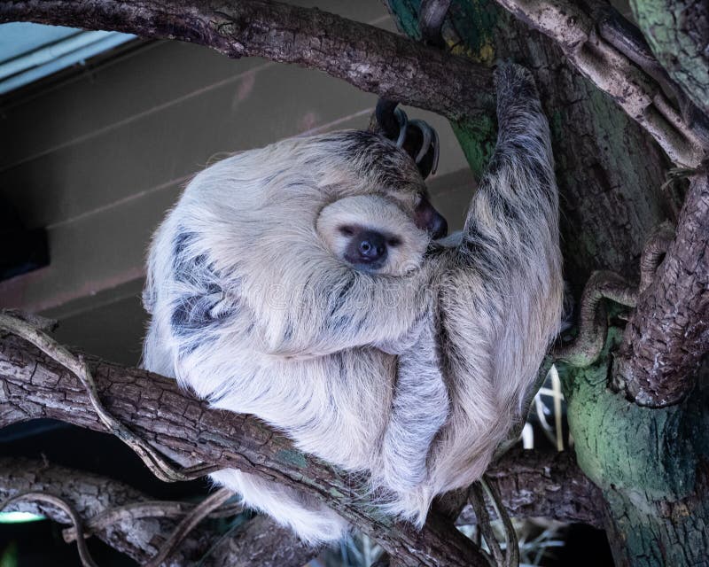 Sloth Bears Hugging and Relaxing on the Tree Stock Image - Image of ...