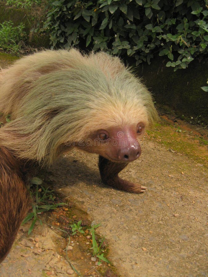 Crawling sloth stock photo. Image of costa, ground, young - 49517634