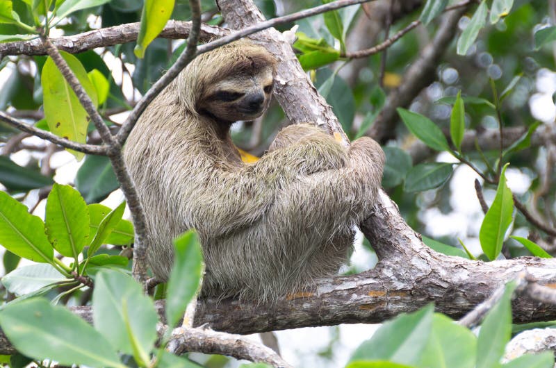 Sloth in Bocas Del Toro, Panama Stock Image - Image of bocas, sloth ...