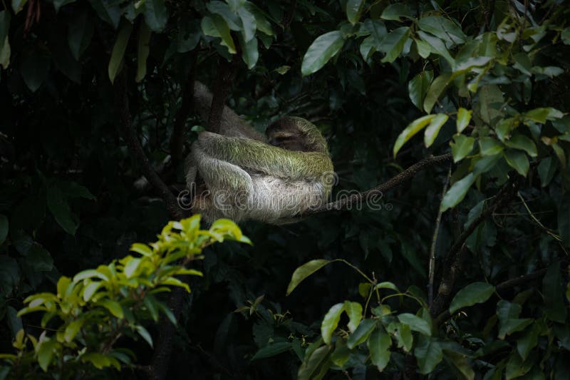 Sloth (Bradypus Spp.), Costa Rica Stock Photo - Image of hang, wildlife ...
