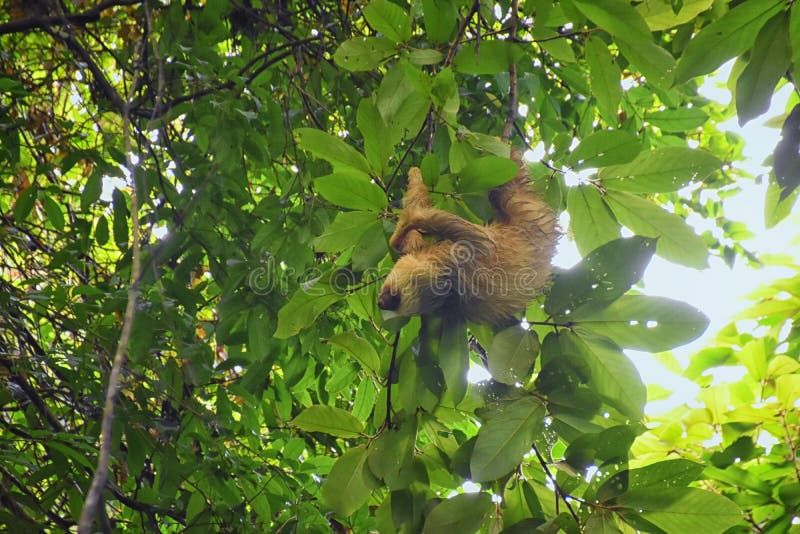 Sloth in the Branches of a Tree in the Parque Nacional Manuel Antonio ...