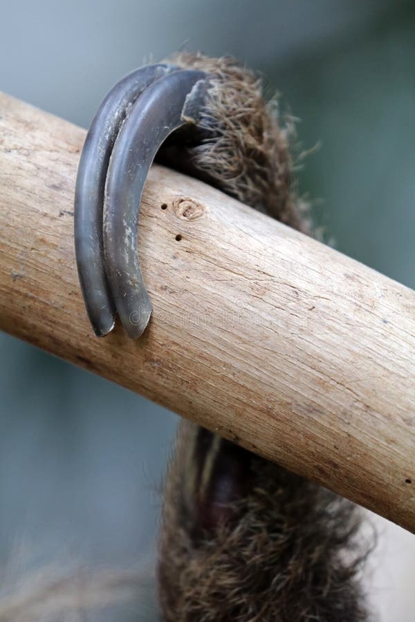 Sloth claw stock photo. Image of brownthroated, wildlife - 75328608