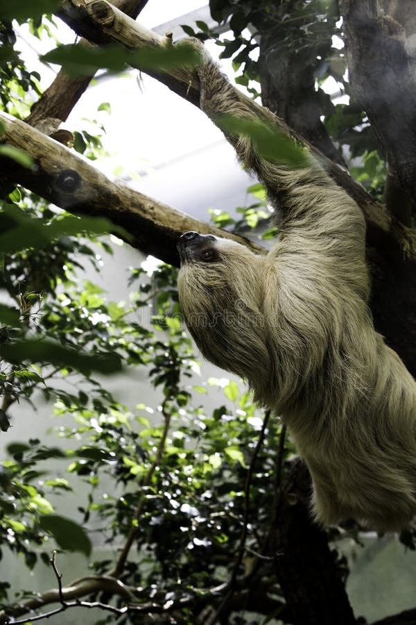 Sloth climbing a tree stock image. Image of smile, precious - 152590065