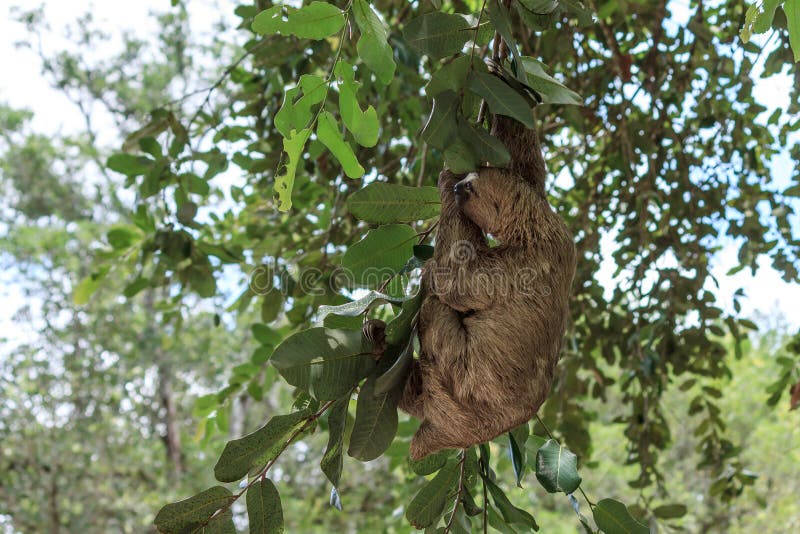 Sloth climbing tree stock image. Image of throated, toed - 66796825