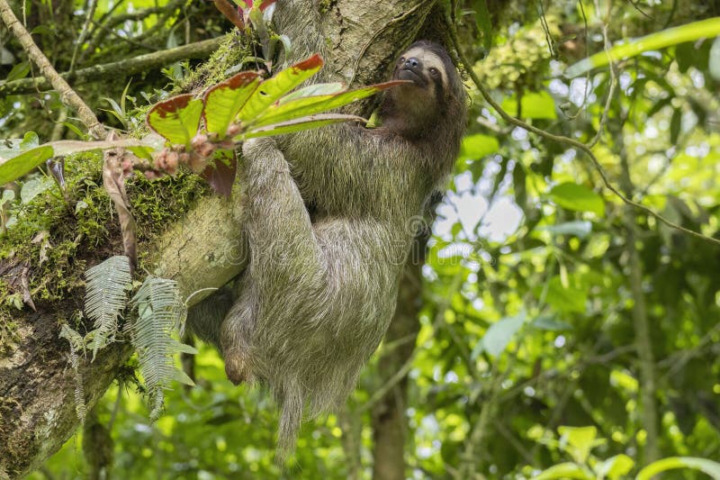 A Sloth Climbing a Tree in the Rain Forest Stock Image - Image of ...