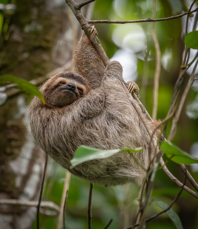 Sloth in Costa Rica stock photo. Image of everglades - 157534412