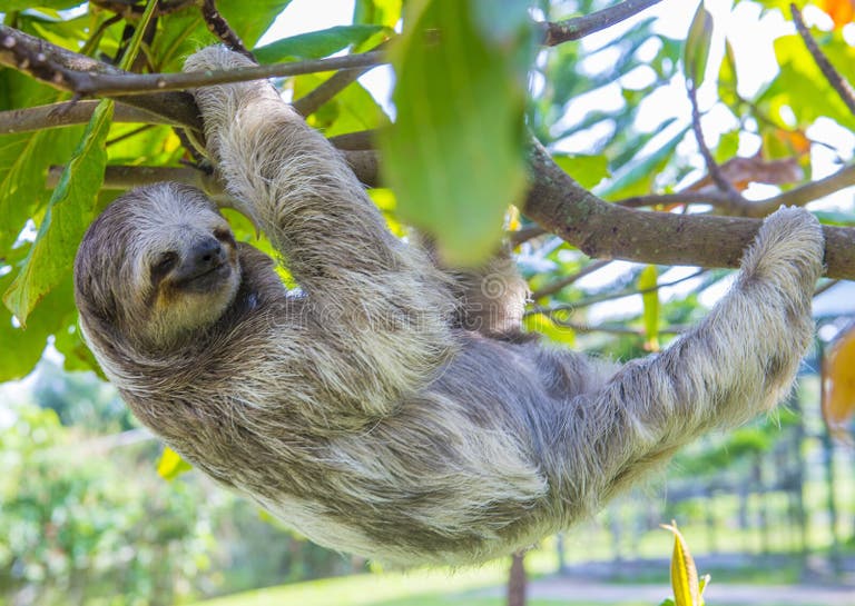 Sloth in Costa Rica stock photo. Image of amazon, cute - 70489410