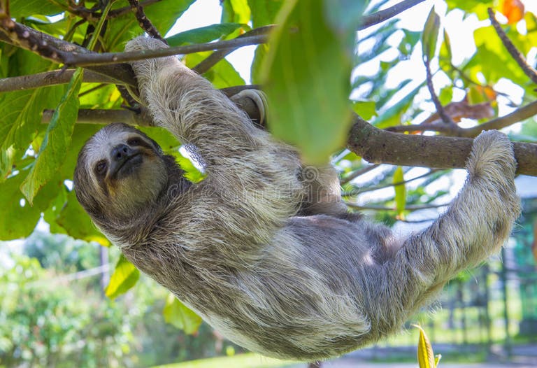 Sloth in Costa Rica stock photo. Image of rica, rain - 71486970