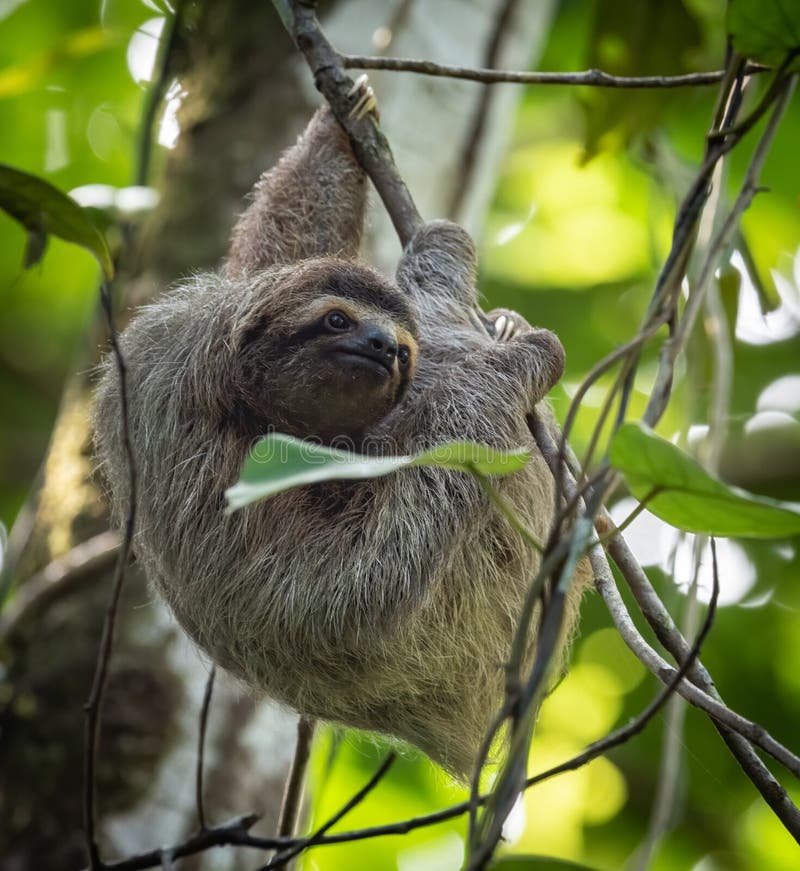 Sloth in Costa Rica stock photo. Image of pair, looking - 157534720