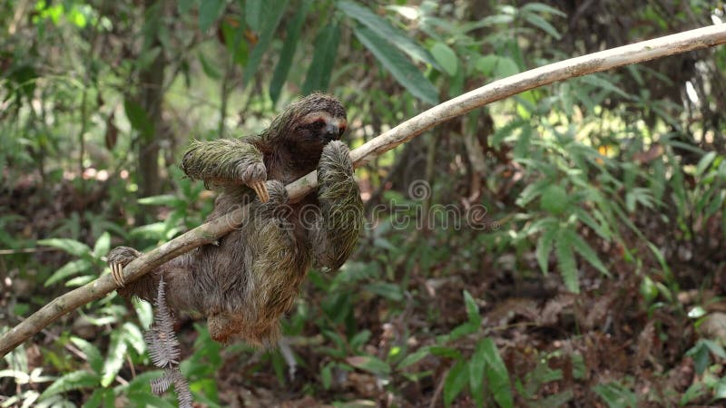 A Sloth in Costa Rica stock footage. Video of flower - 313478020