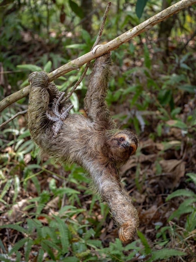 A Sloth in Costa Rica stock image. Image of tourism - 322291333