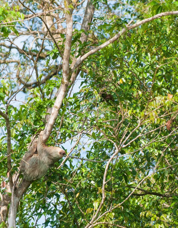 Sloth stock photo. Image of forest, hanging, cute, jungle - 44196056