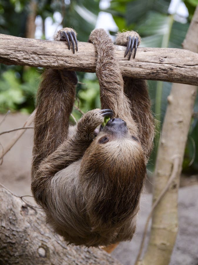 Sloth stock image. Image of forest, moving, tree, toed - 317780455